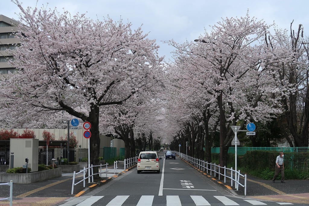 調布飛行場、武蔵野の森公園、味スタの桜: ゴロゴロプの戯言